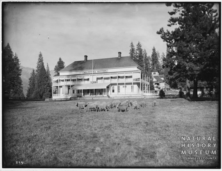 Seaver Center Collections Image Display | NHM